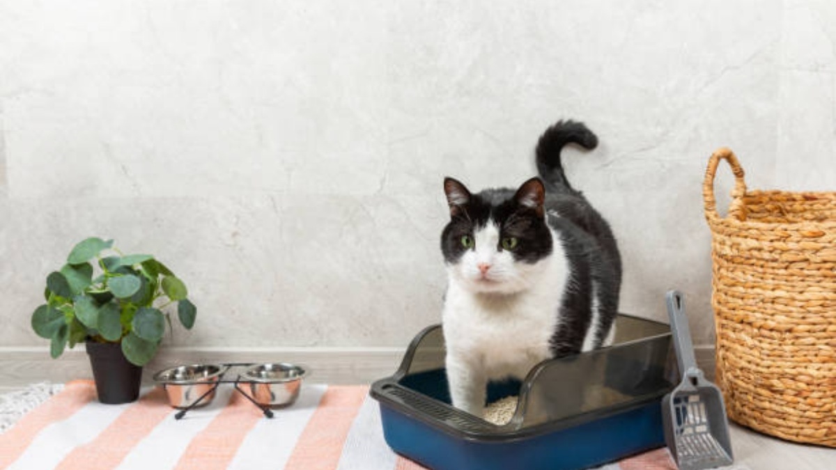 If your cat keeps going to the litter box, experts say it could be a ...