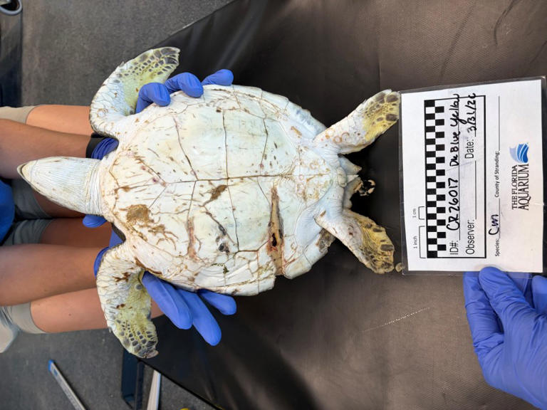 'Most severe case we've ever seen': Sea turtle makes remarkable ...
