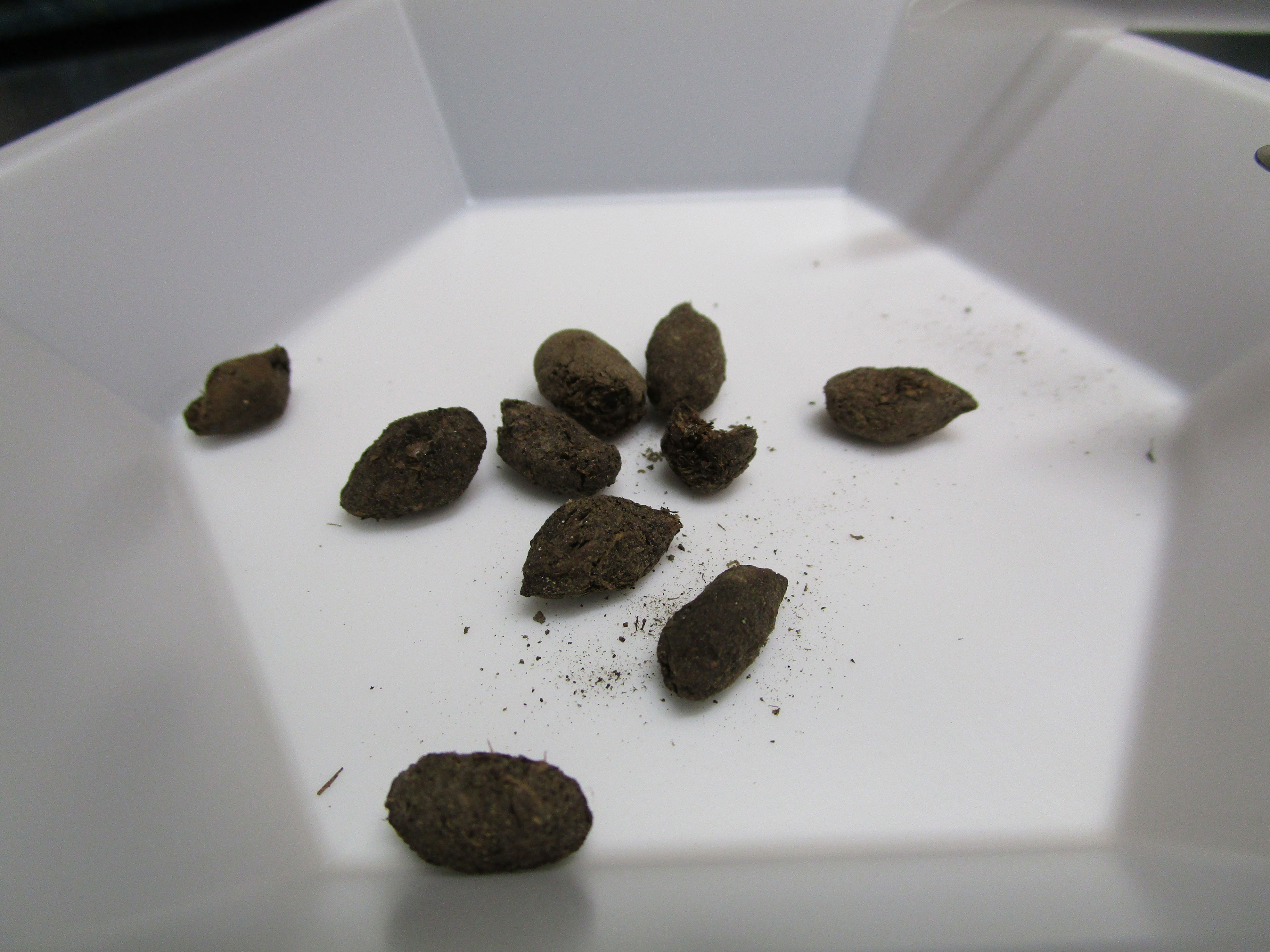 Researchers investigated ancient squirrel poop frozen in permafrost and ...