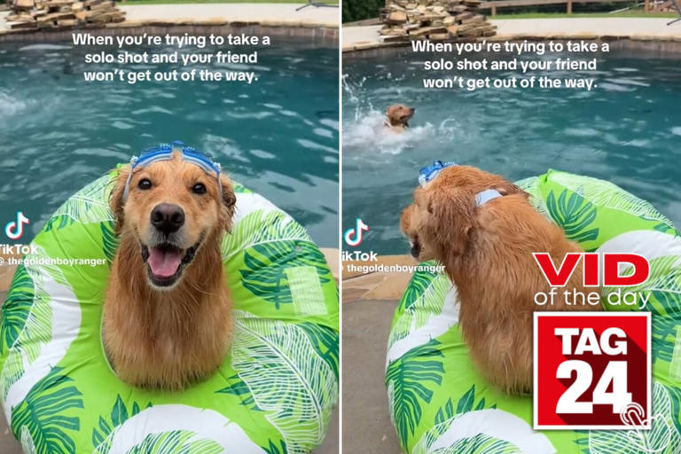 Viral video of the day for June 10, 2026: Golden retriever gets ...