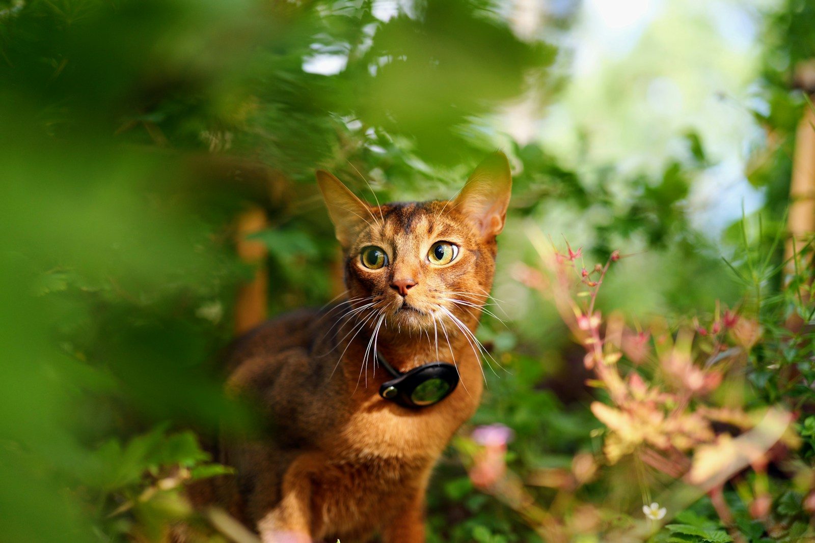 6 cat breeds that form an unbreakable bond with one person