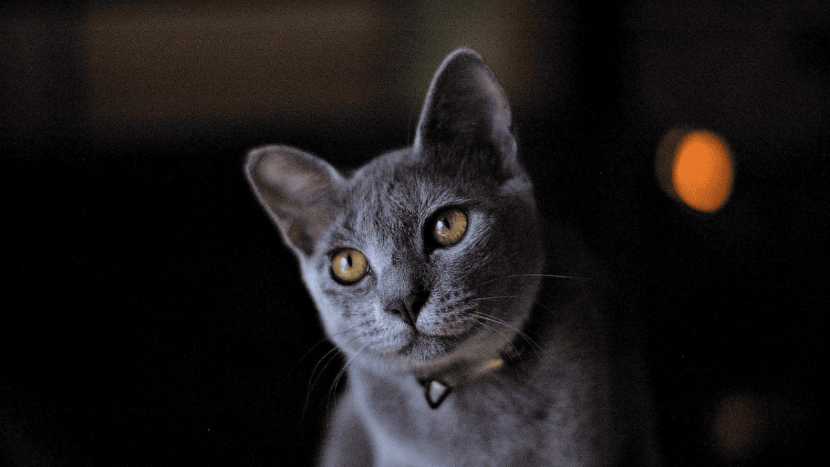 8 signs of diabetes that many cat owners overlook