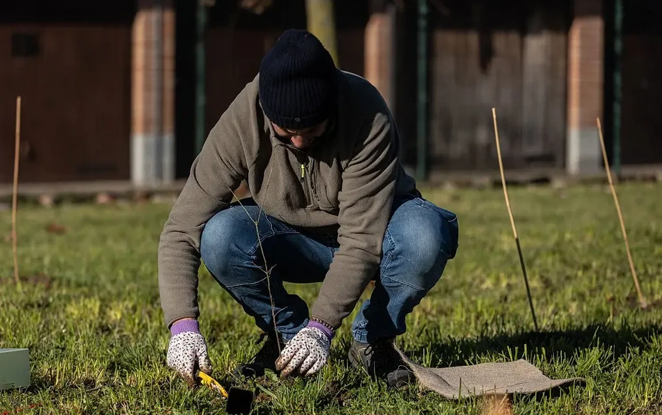 Tree care tips for a thriving backyard