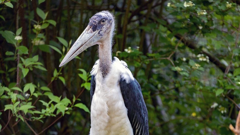 Pair of marabou storks, nearly 5 feet tall, debut at Woodland Park Zoo ...