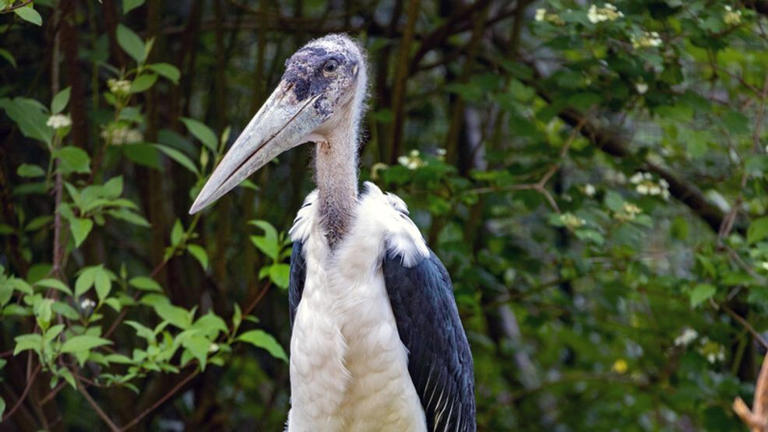 Pair of marabou storks, nearly 5 feet tall, debut at Woodland Park Zoo ...