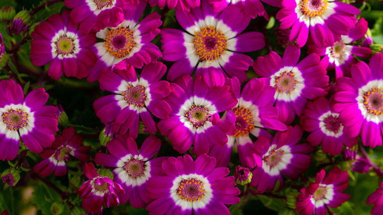 Not hostas, not coral bells: The bright houseplant that can thrive in ...