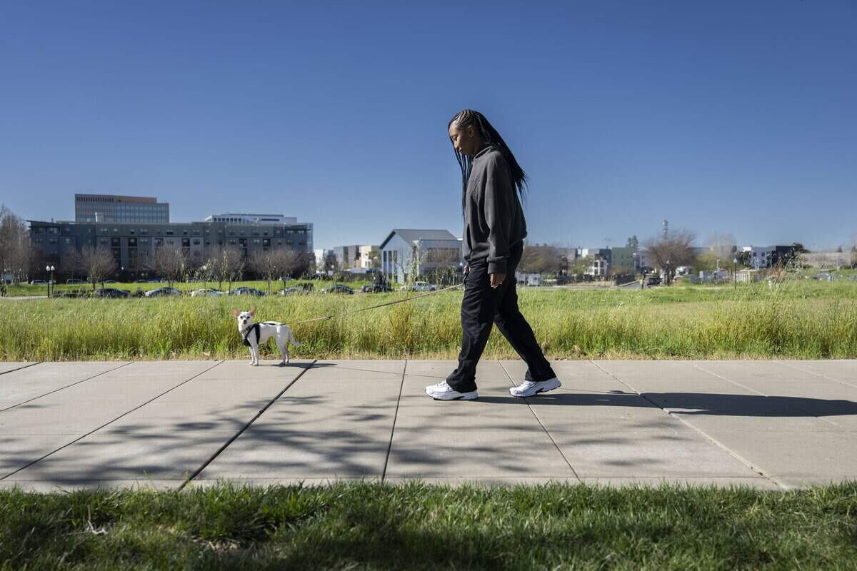 When is it too hot to walk your dog? What to know as California heat ...
