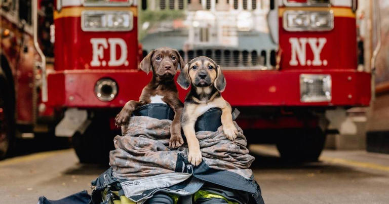 Dogs Rescued From Tennessee House Fire, Check in on Firefighters During ...