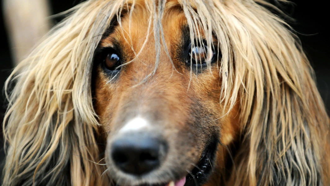 20 dog breeds that prefer independence over cuddles