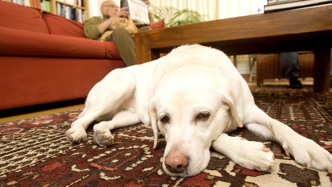 12 dog breeds that struggle with being alone