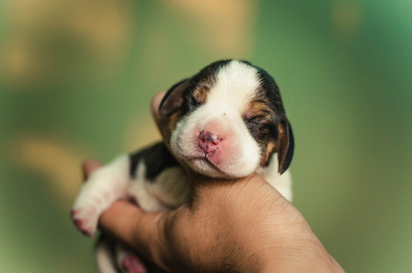 Surprising things most people don’t know about puppies
