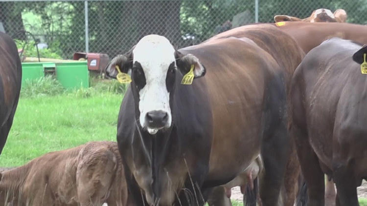 Southeast Texas ranchers, veterinarians prepare as screwworm cases ...