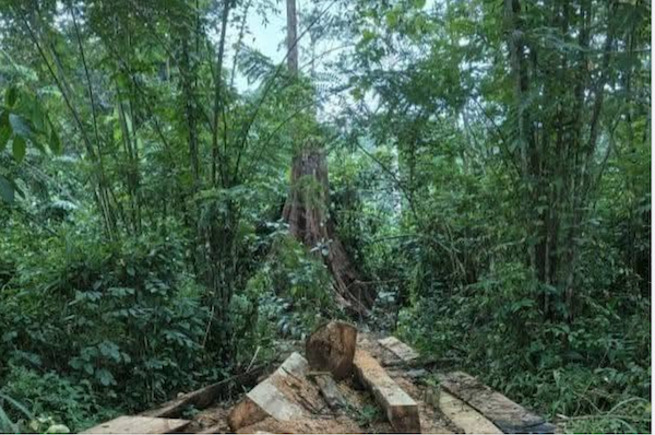 Incroyable à Okok : l’arbre licencié refuse de quitter son poste