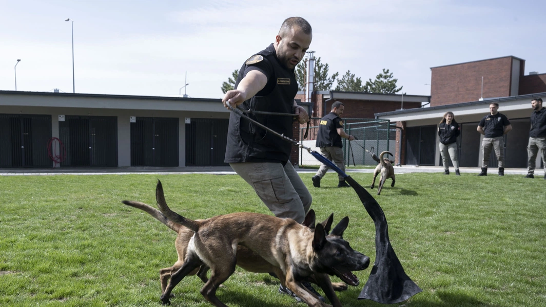 Finding the perfect guard dog match for you