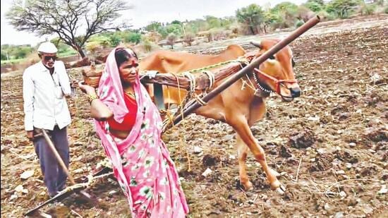 Latur farmer who yoked his wife gets bull from government