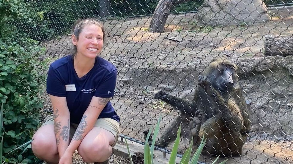 Zoo praises baboons for cooperation after tree limb fell into habitat