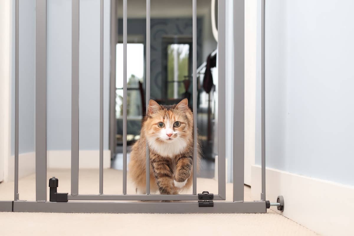Watch an orange cat's impressive leap over a gate while his tabby ...
