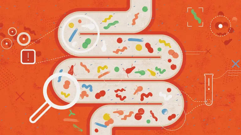 Is your gut aging your entire body? This new study explains how