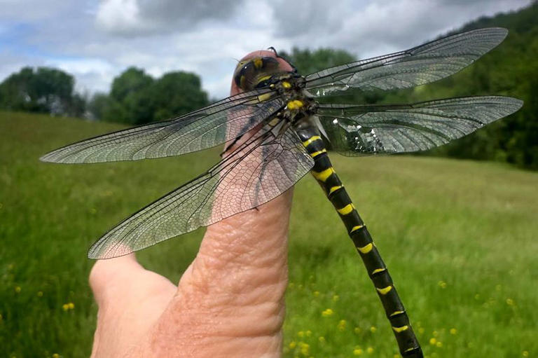 Giant wasp-coloured bug hitches ride on woman near Chirk Castle