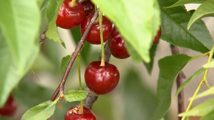 Central Ohio weather speeds up cherry harvest