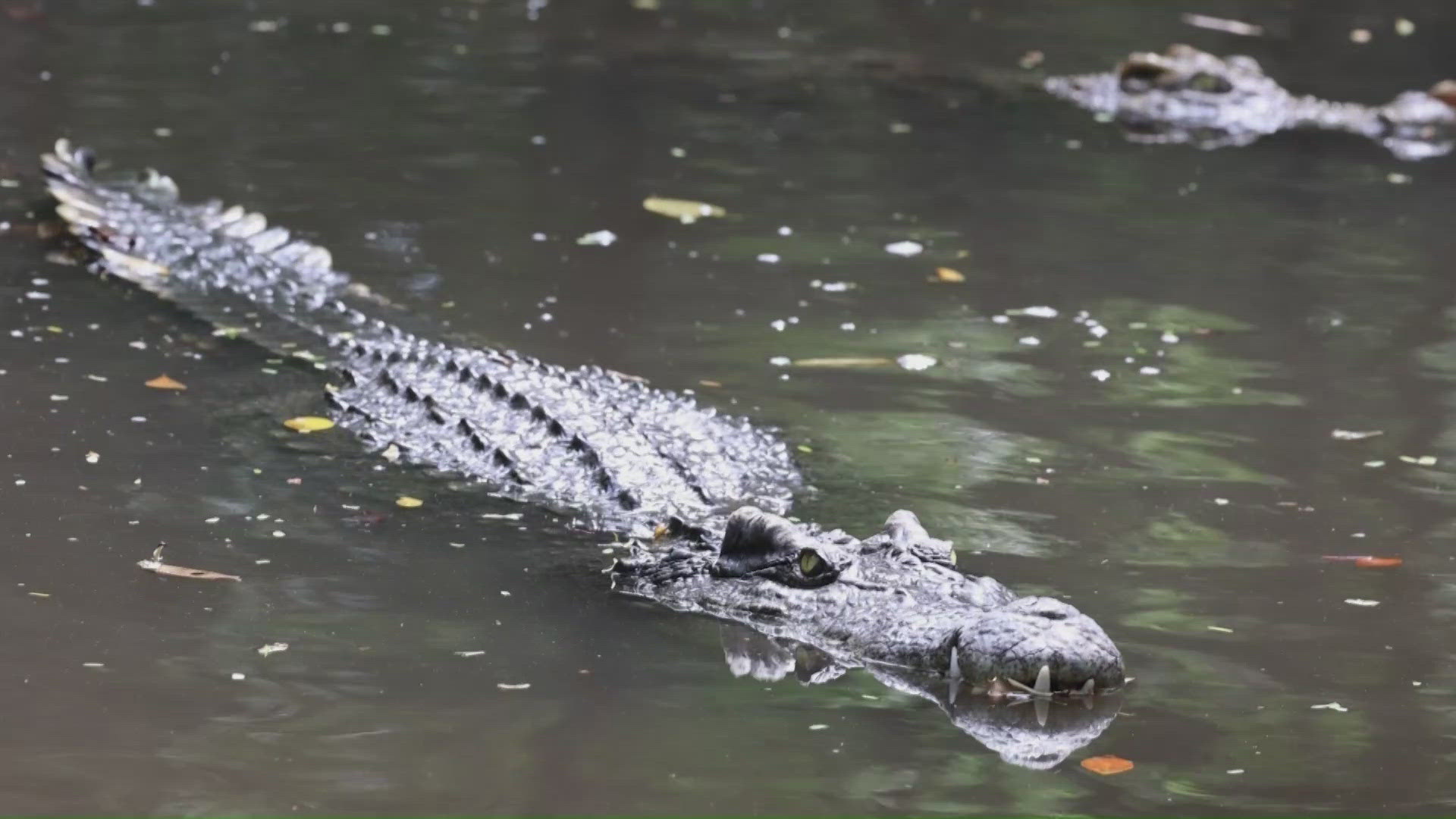 Verify: Are alligators native to North Alabama?
