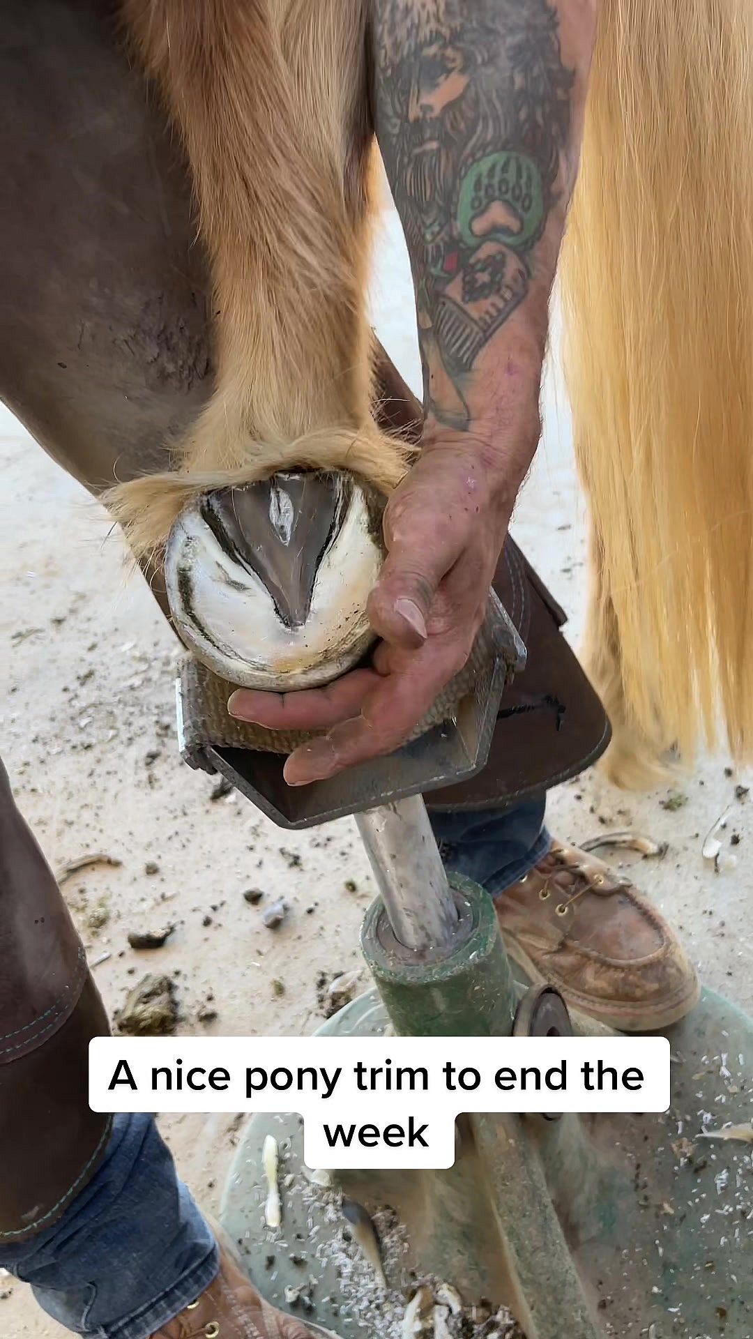 Nice pony trim to end the week ASMR farrier finish