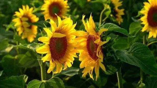 Is the sunflower theory making the internet believe in love again?