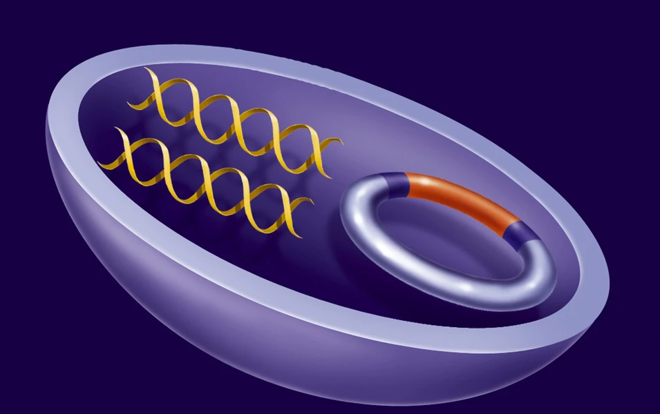 Chromosome structure found to alter biotech bacterium's strengths