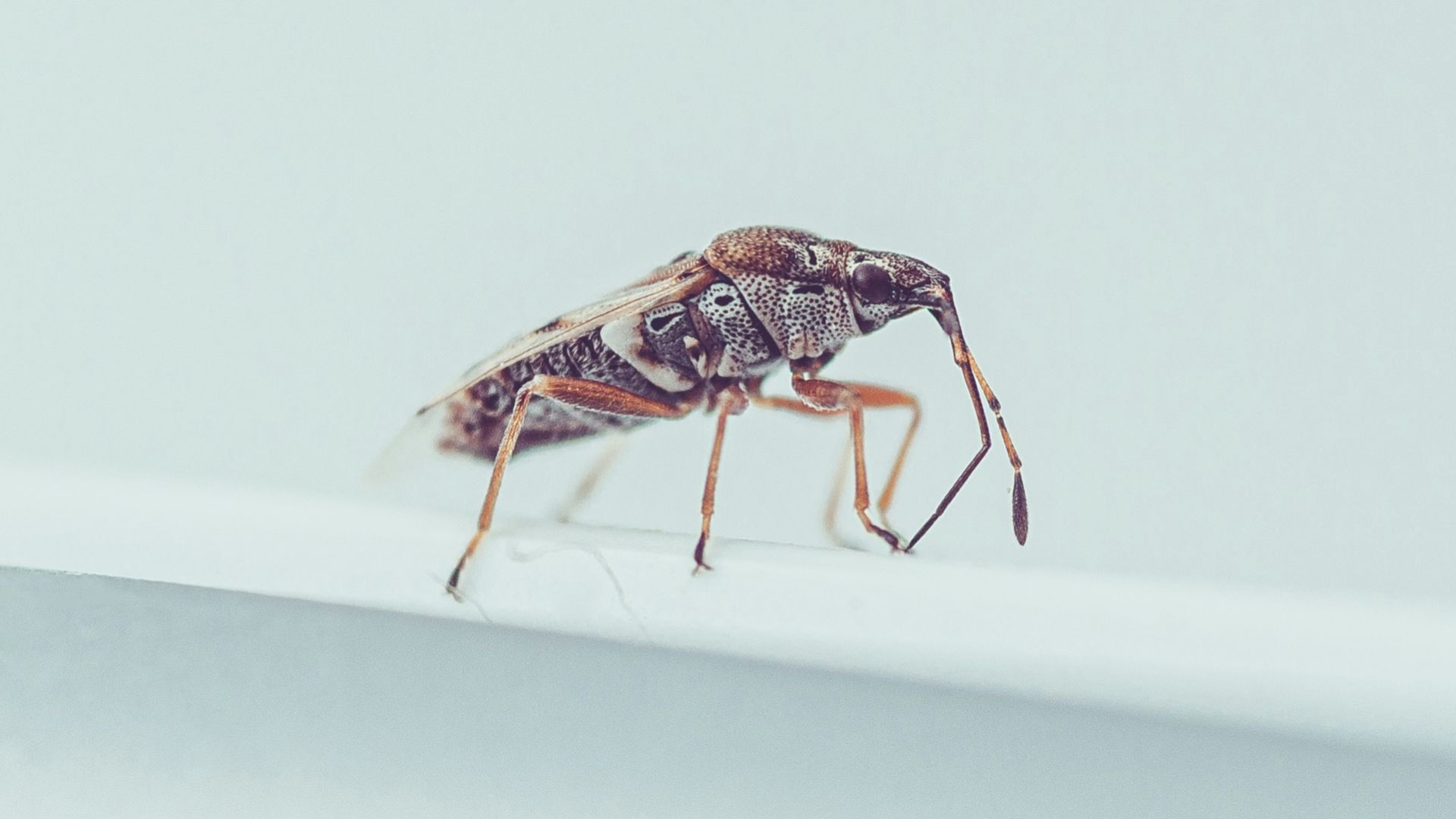 20 times a pest changed human history