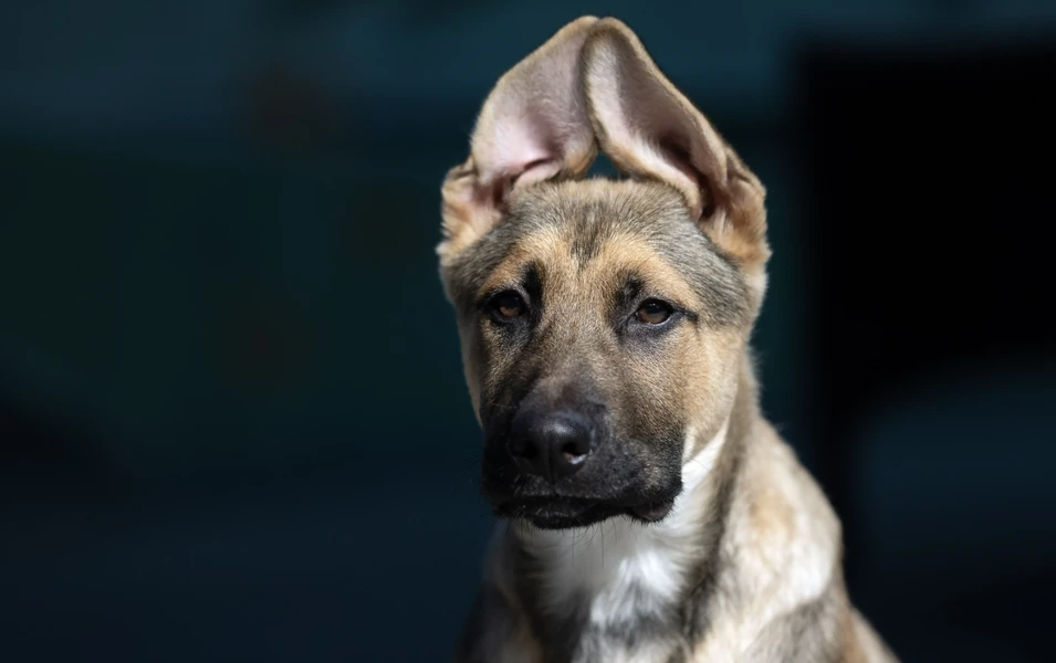 Finding the perfect guard dog match for you