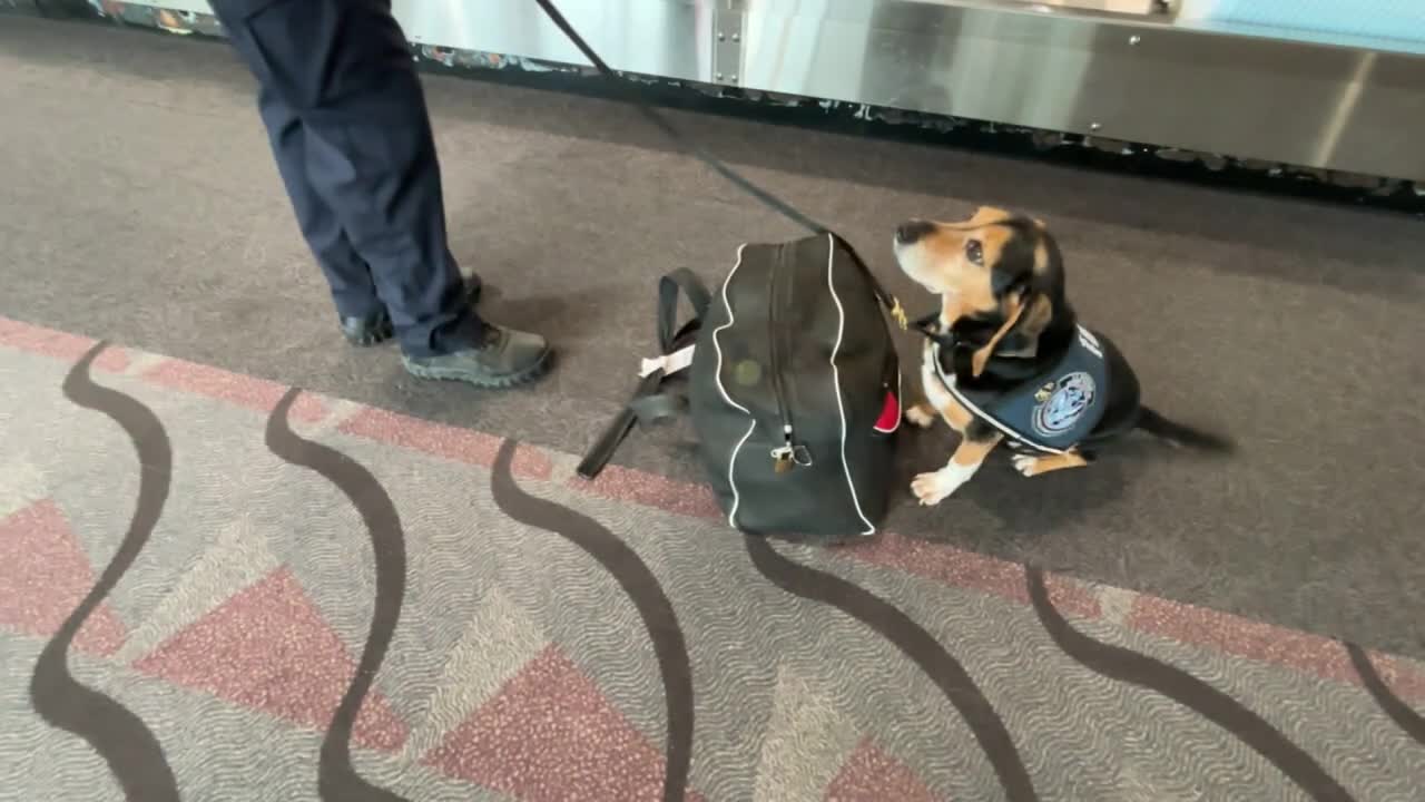 MSP's Beagle Brigade: Meet the dogs sniffing out illegal food at ...