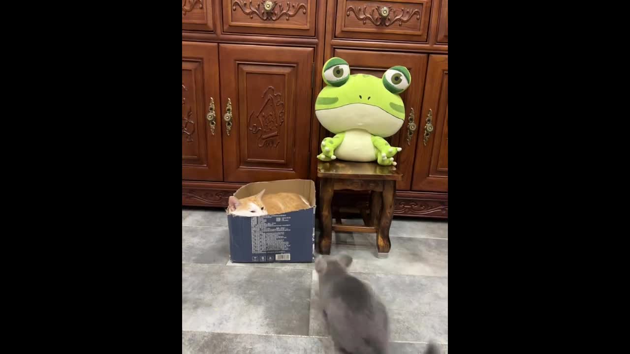 Cat swats chinchilla after surprise visit in box in Guizhou, China