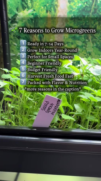 Grow your own microgreens fast and easy at home