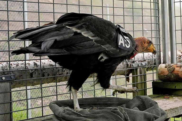 California condor flies into Oregon for first time in more than a century