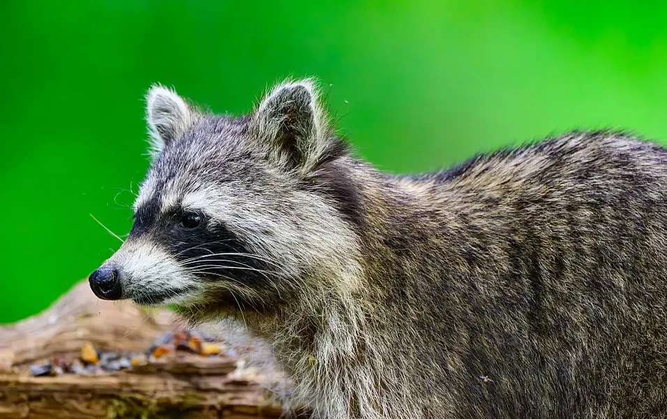 Urban raccoons show shorter snouts, raising domestication questions