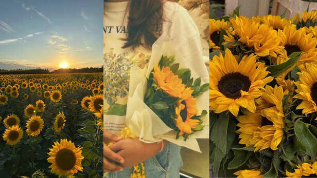 Is the sunflower theory making the internet believe in love again?