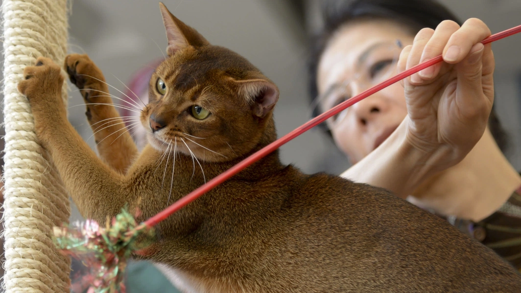 15 intelligent and trainable cat breeds