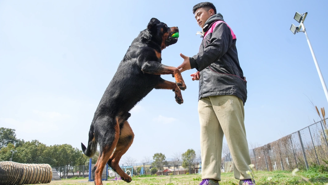 Train your dog with trust and clarity