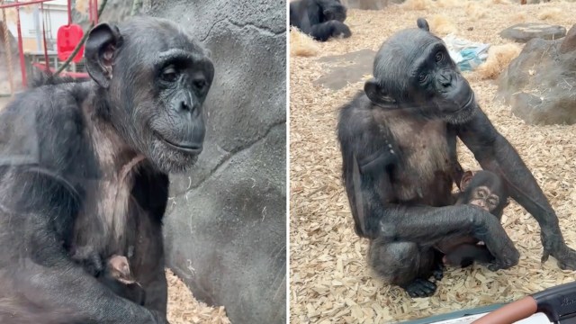 Mother chimp nursing her newborn spots a human baby and comes right up ...