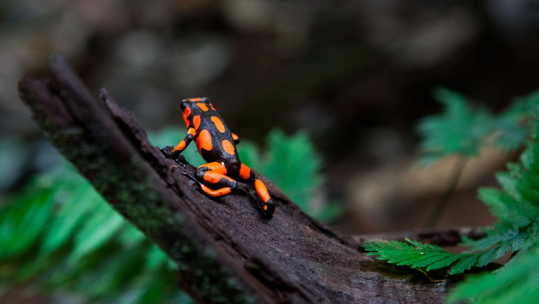 14 adorable animals that can be dangerous