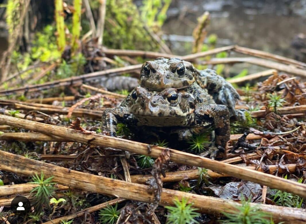 5 million amphibians and reptiles moved for BC development, with no ...