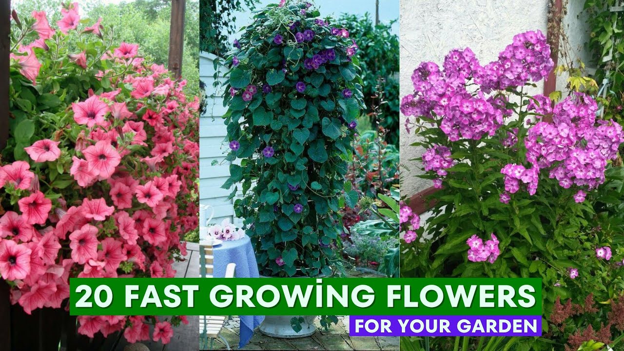 Fast growing flowers that transform your garden quickly