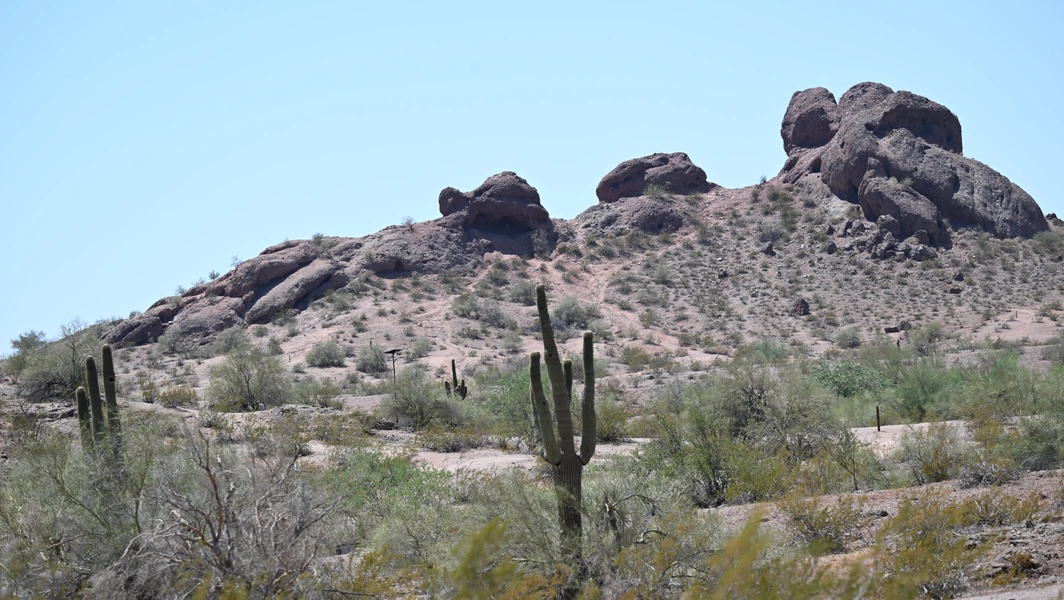 Cactus care secrets every plant lover needs
