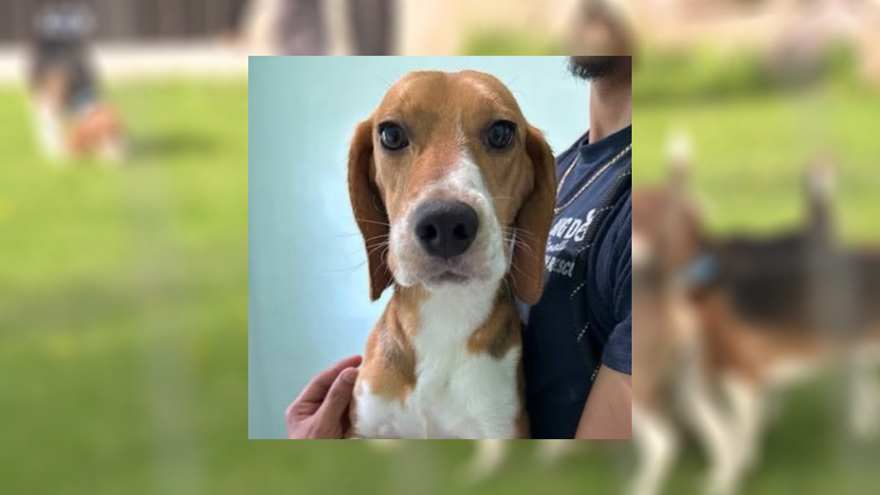 Ridglan Farms beagle alive and well; not alligator attack victim