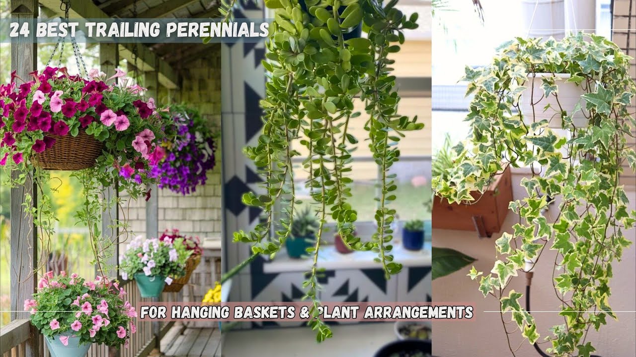 Best trailing perennials for stunning hanging basket displays