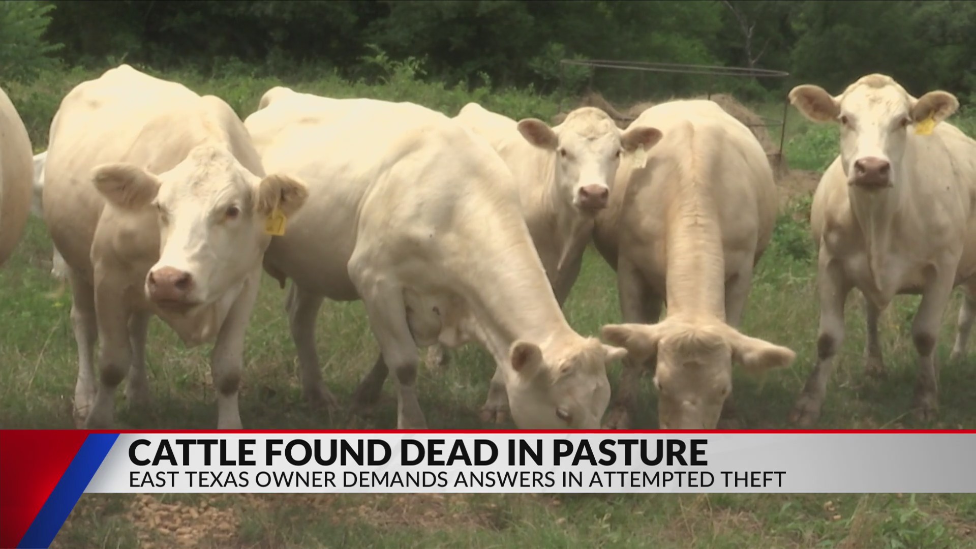 Four cows dead in Van Zandt Co. pasture, owner demands answers