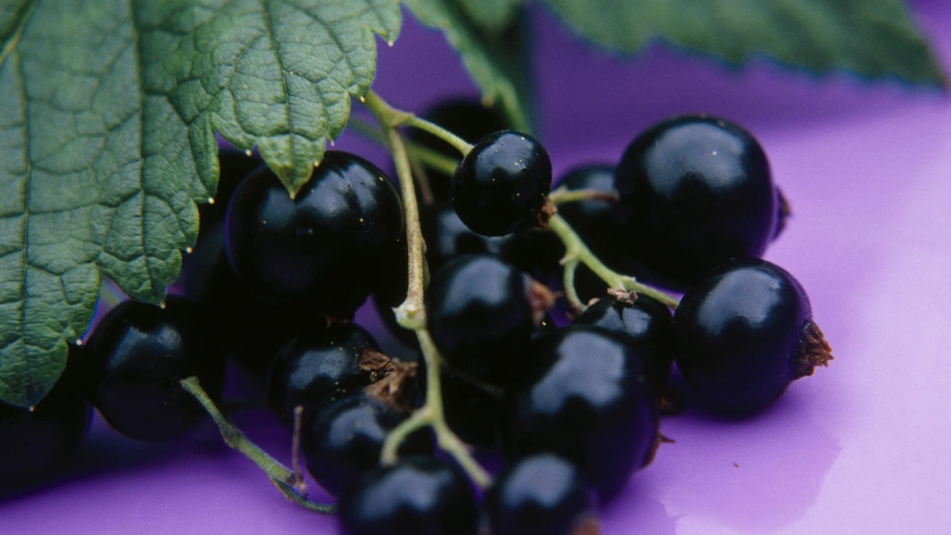 11 fruit import bans and restrictions worldwide