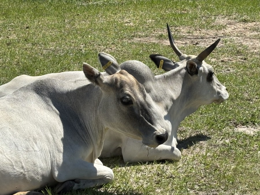 New animals at the Alabama Gulf Coast Zoo as summer season begins