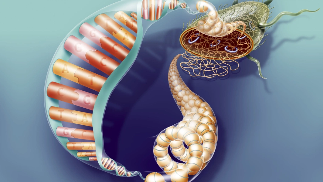 Chromosome structure found to alter biotech bacterium's strengths
