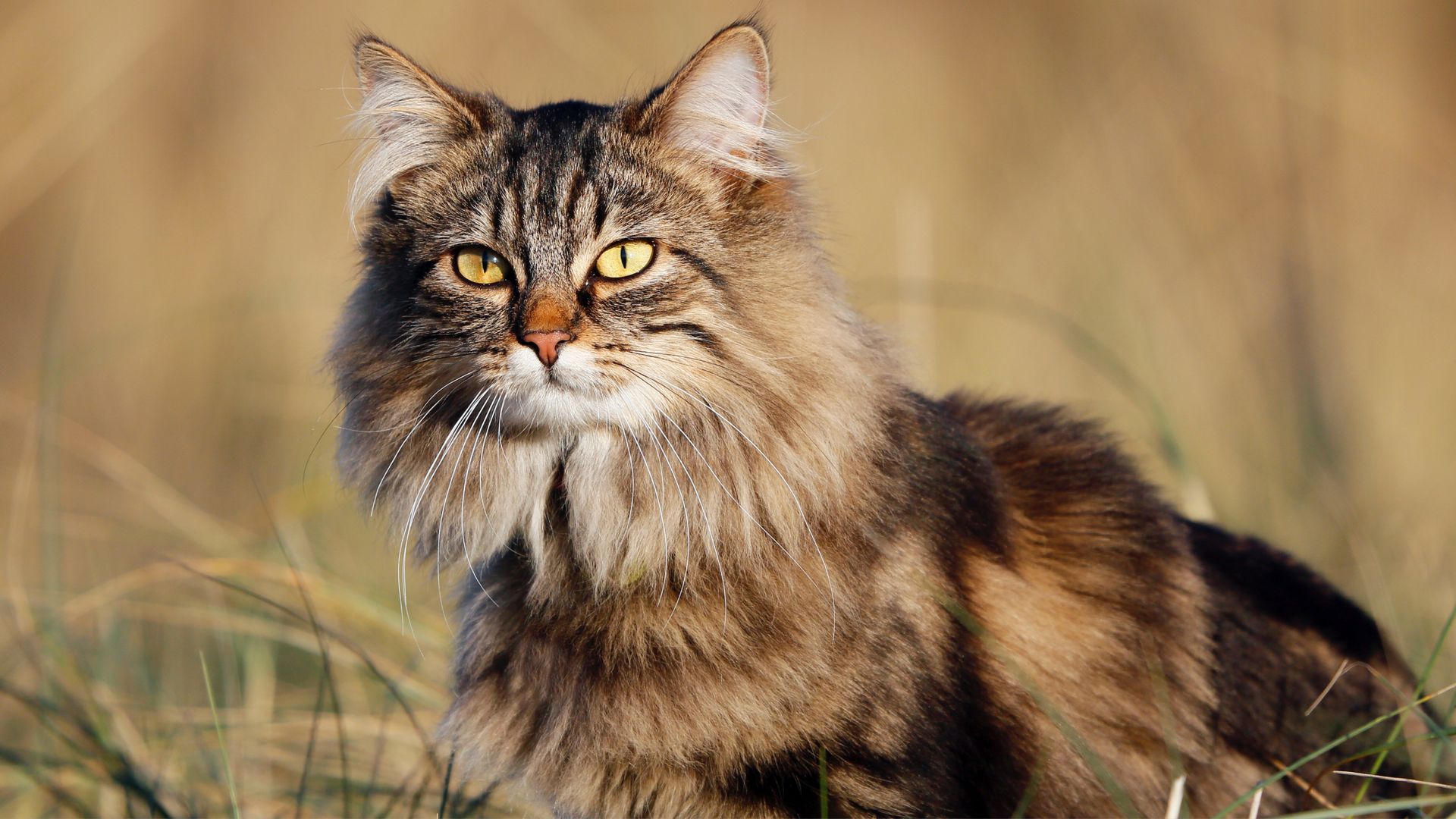 Reasons to love Norwegian forest cats